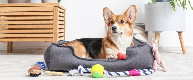 Cómo cuidar a las mascotas en casa - Centro Veterinario La Salle