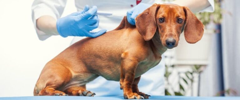 Rabia en perros - Centro Veterinario La Salle